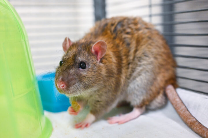 Available Small Pets | Asheville Humane Society