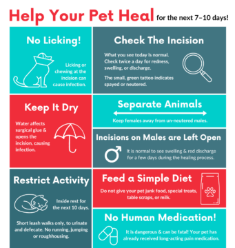 Spay/Neuter | Asheville Humane Society