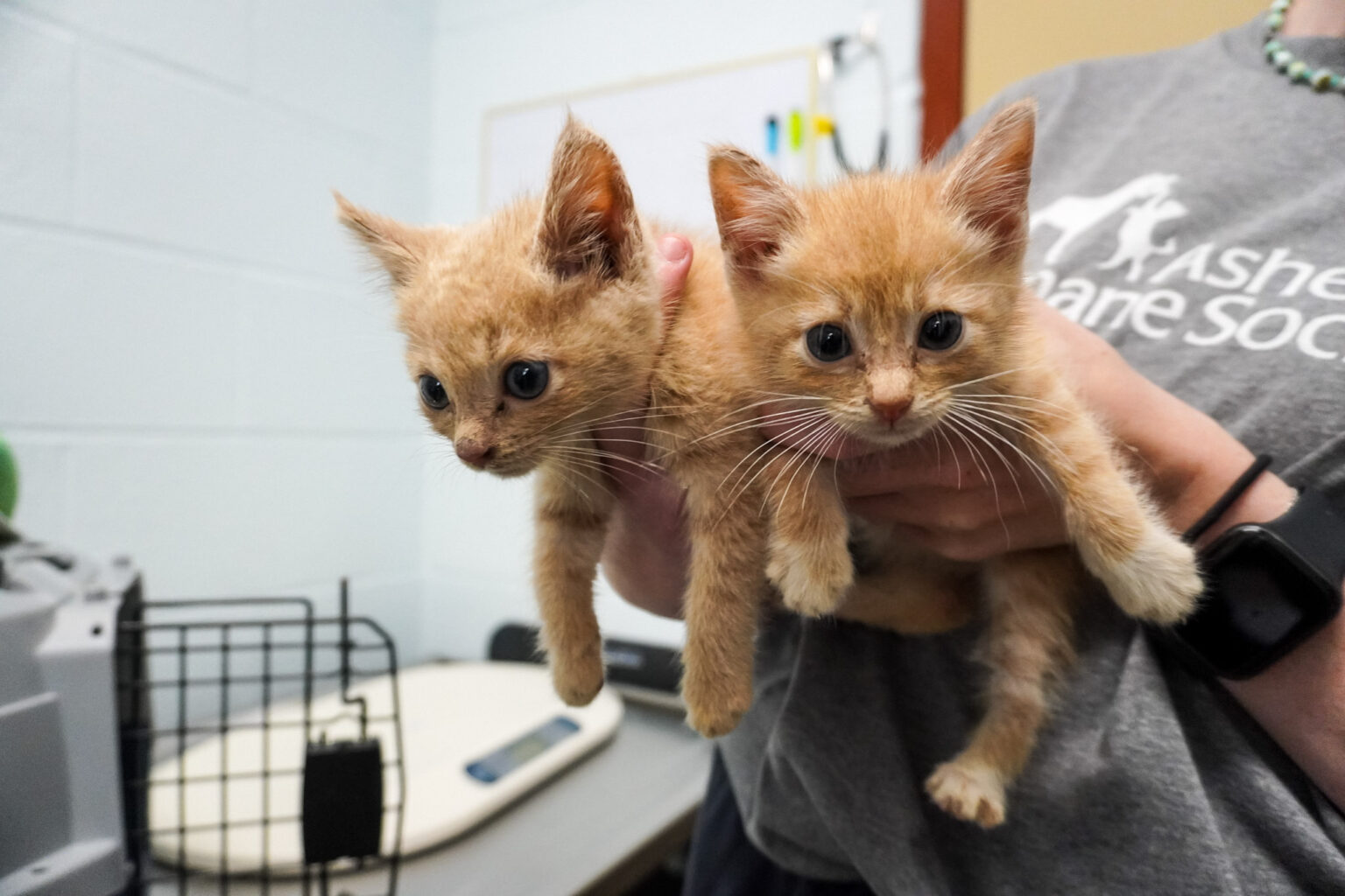 Asheville Humane Society | Adopt a pet
