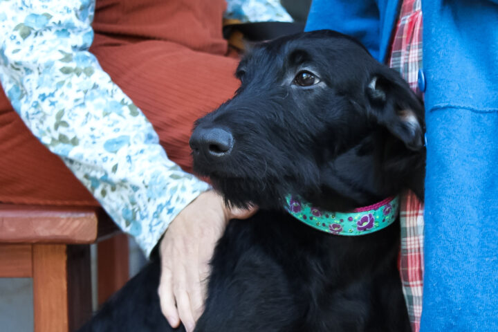 Asheville Humane Society | Adopt a pet