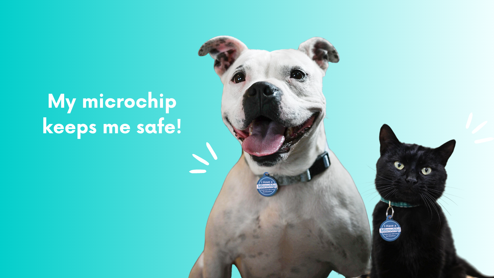 Microchipping for a Safer Summer | Asheville Humane Society