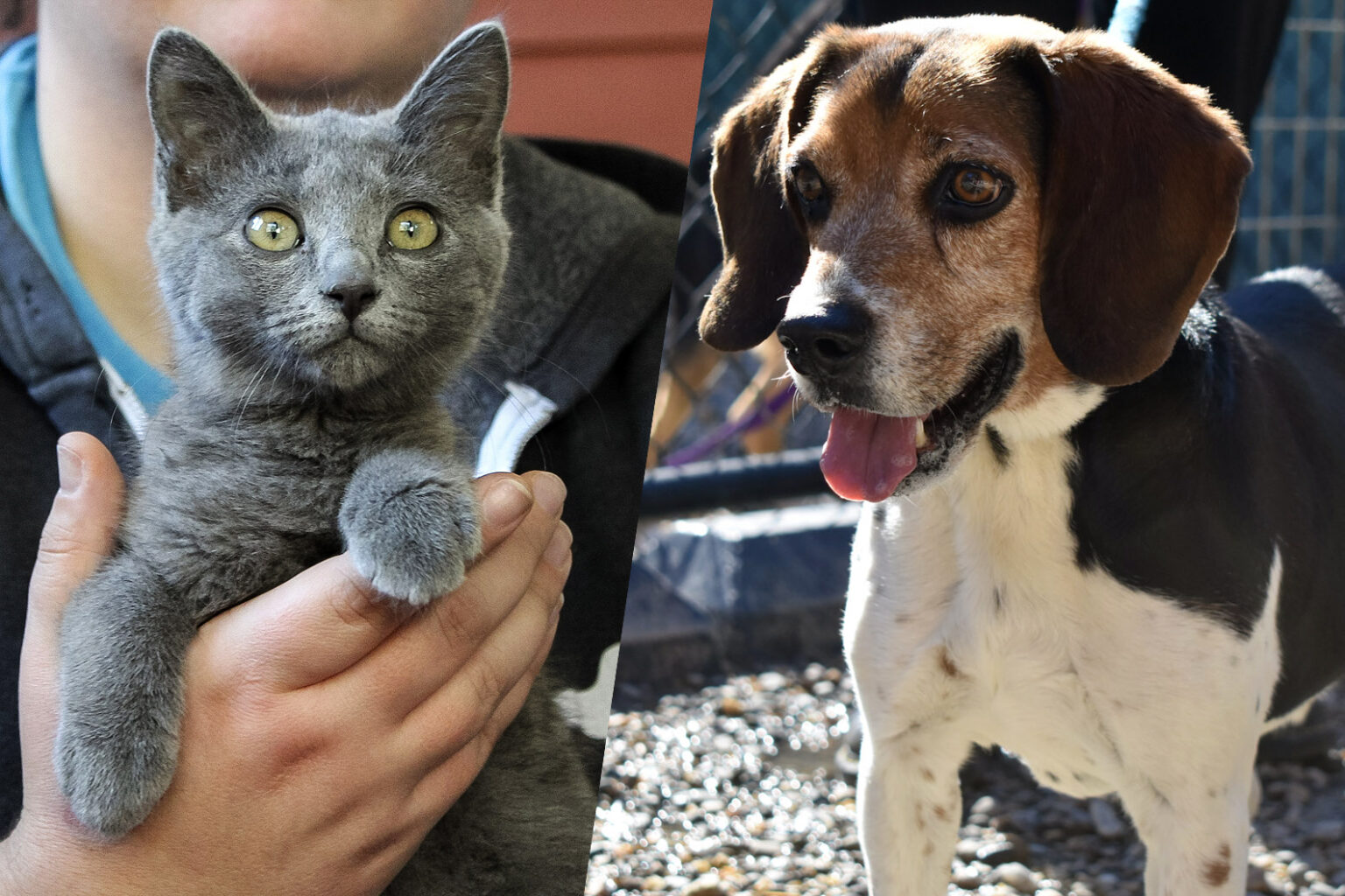 Behavior Resources | Asheville Humane Society