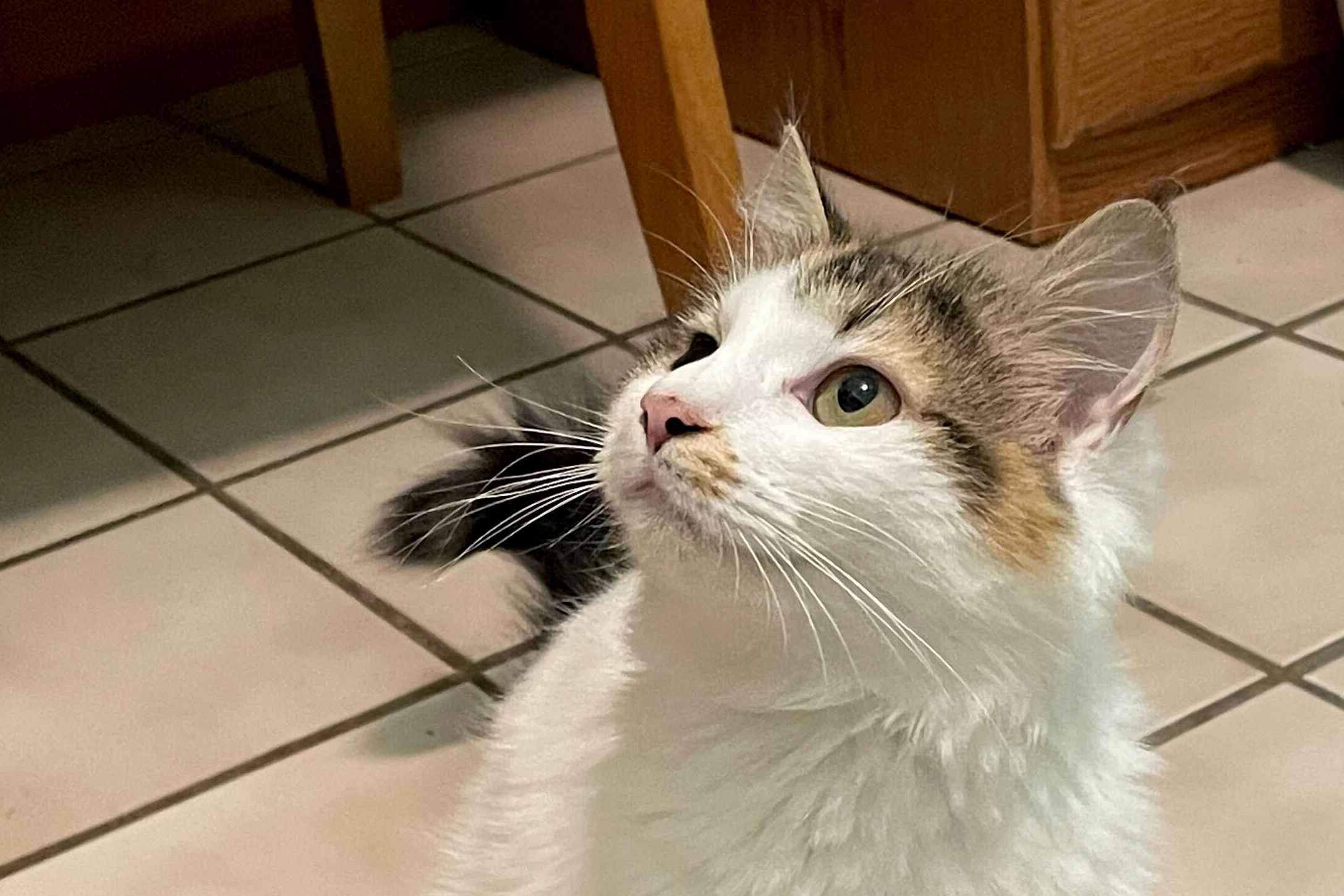 From frail stray to brave explorer | Asheville Humane Society