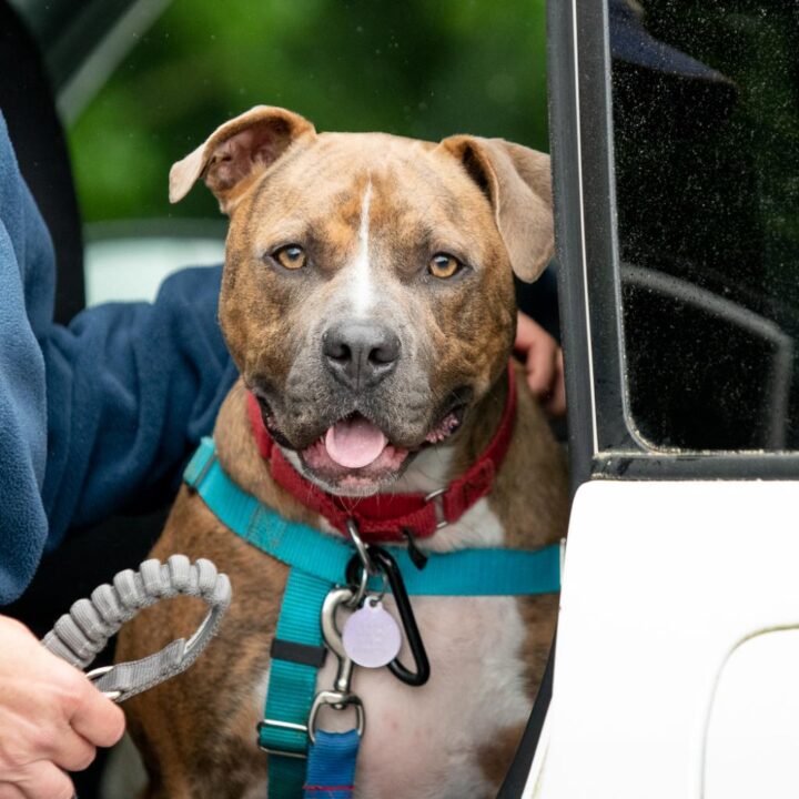 Asheville Humane Society | Adopt a pet