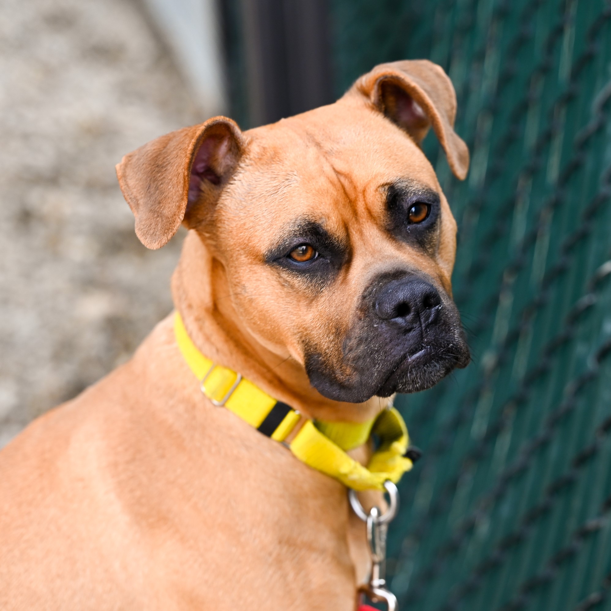 Available Dogs | Asheville Humane Society